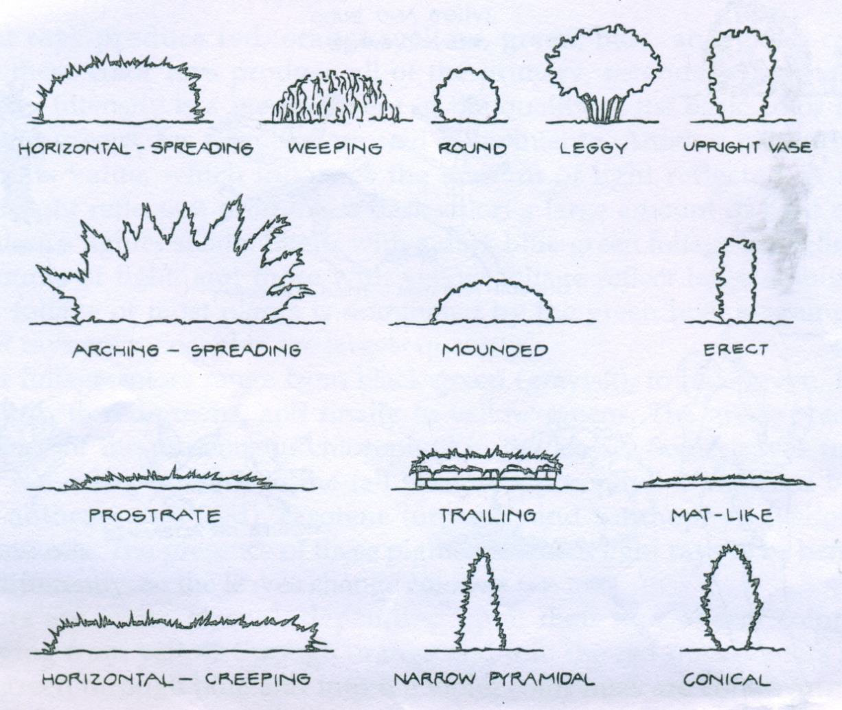 Visual characteristics of plants – Front Desk Architects